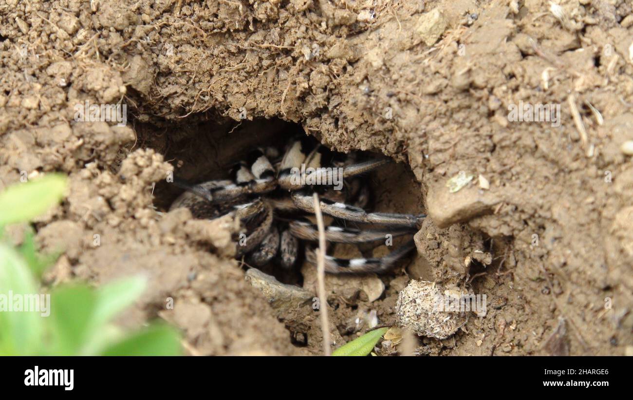 Tarantula hole hi-res stock photography and images - Alamy