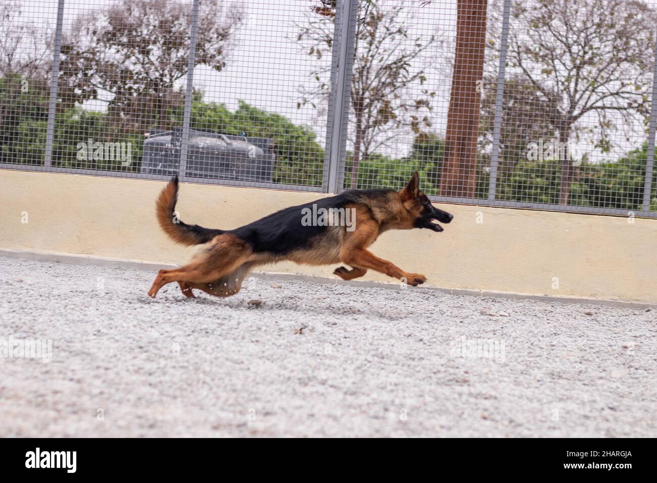 German Shepherd running outside Stock Photo - Alamy