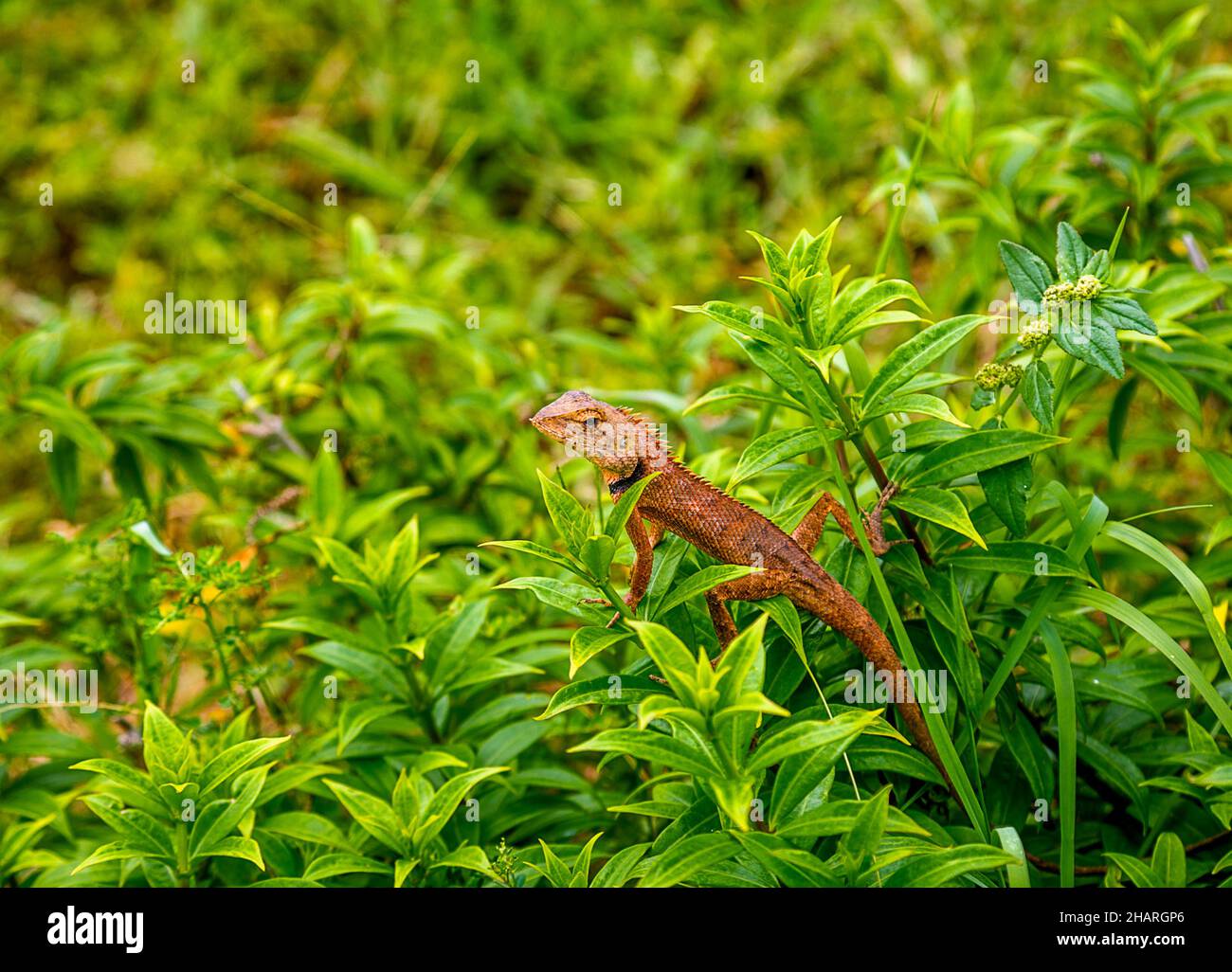 A brown lizard sits on a green bush at the beach in Vietnam Stock Photo ...