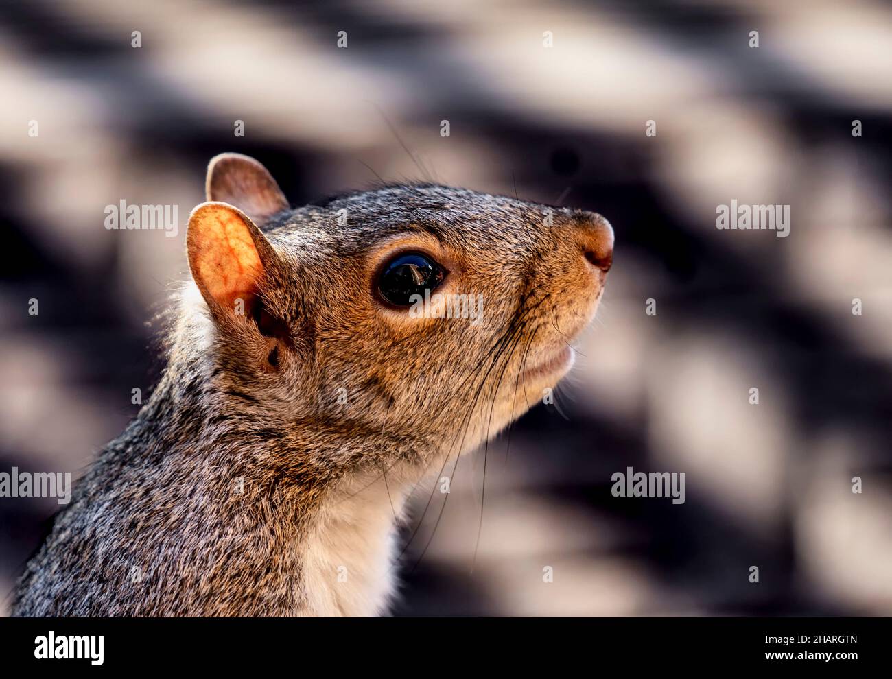 Animal with stripes hi-res stock photography and images - Alamy