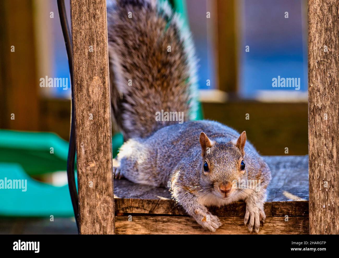 Squirrel under a table on the deck Stock Photo - Alamy