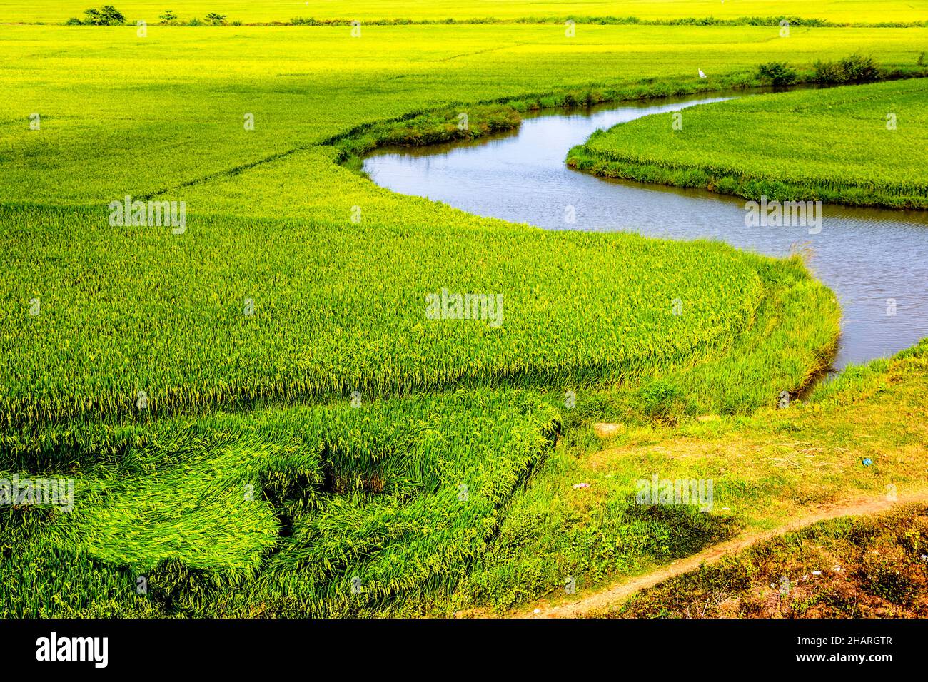 Green rice fields in Central Vietnam with a small creek running through ...