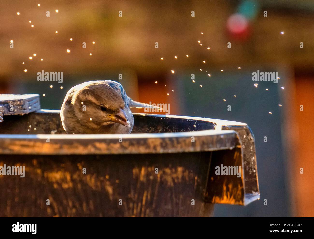 Squirrel takes a bath in a wooden barrel Stock Photo - Alamy