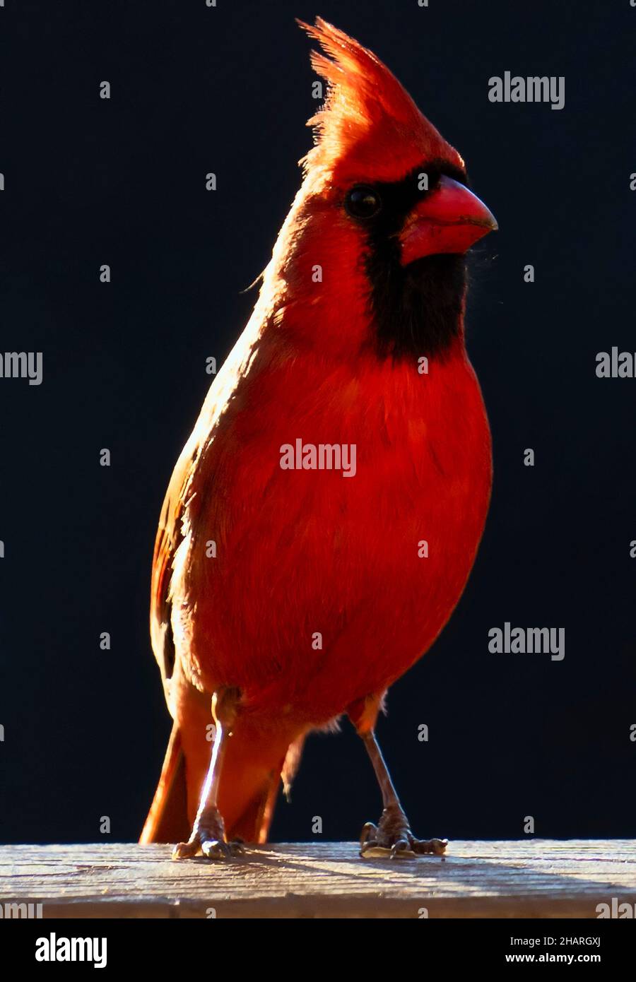 Northern Cardinal in late afternoon light Stock Photo - Alamy