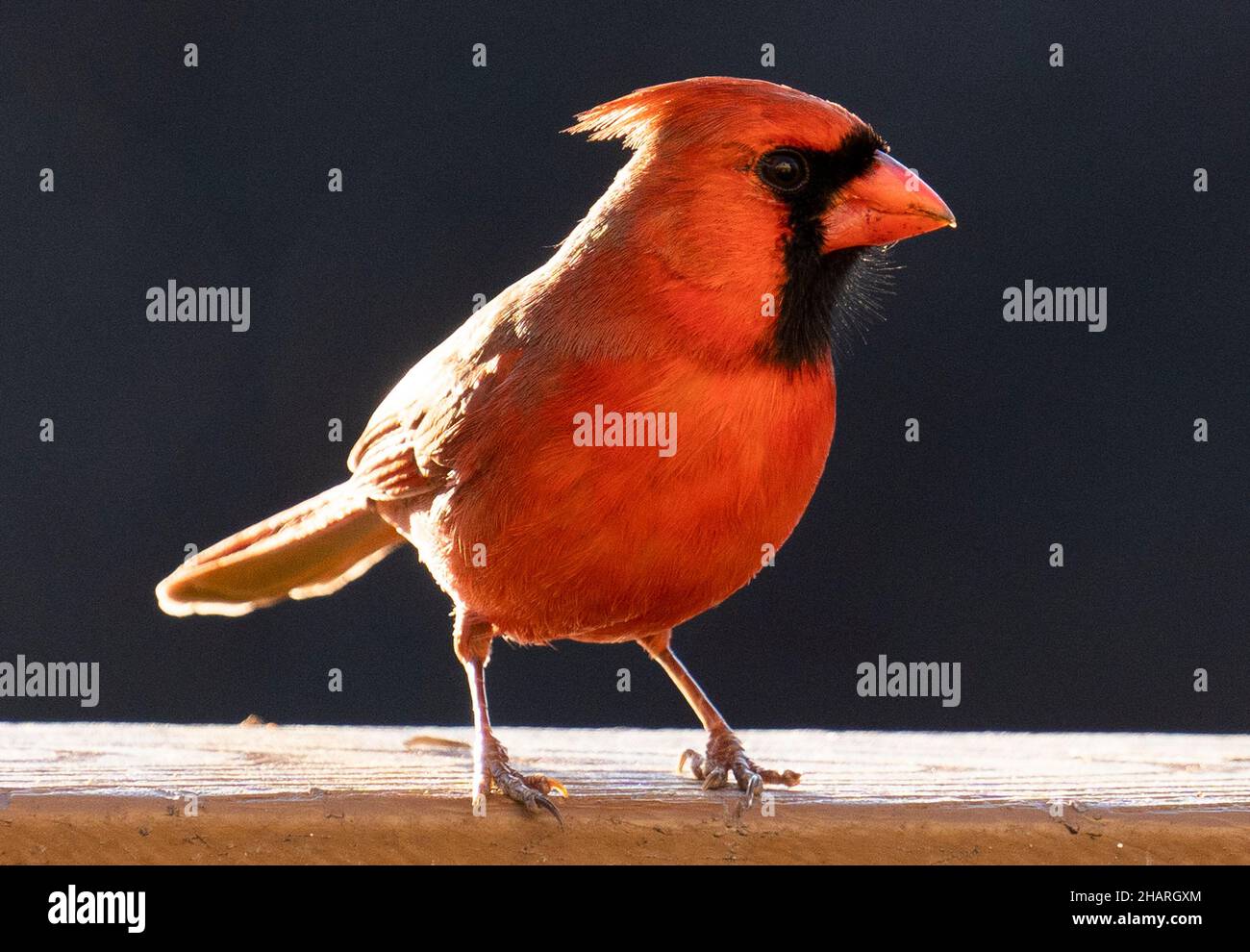 Northern Cardinal in late afternoon light Stock Photo - Alamy