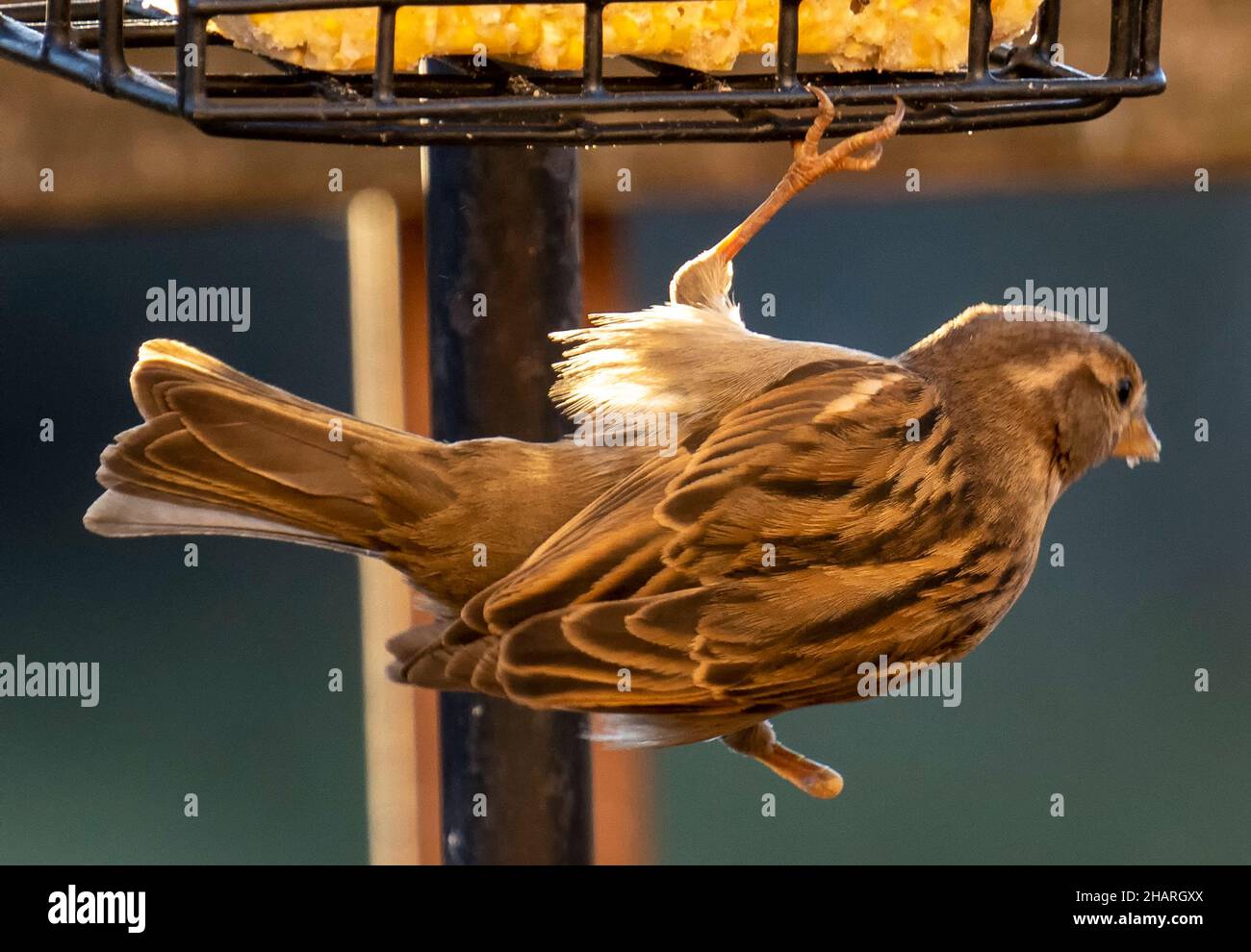 One legged bird on the Suet Feeder Stock Photo - Alamy