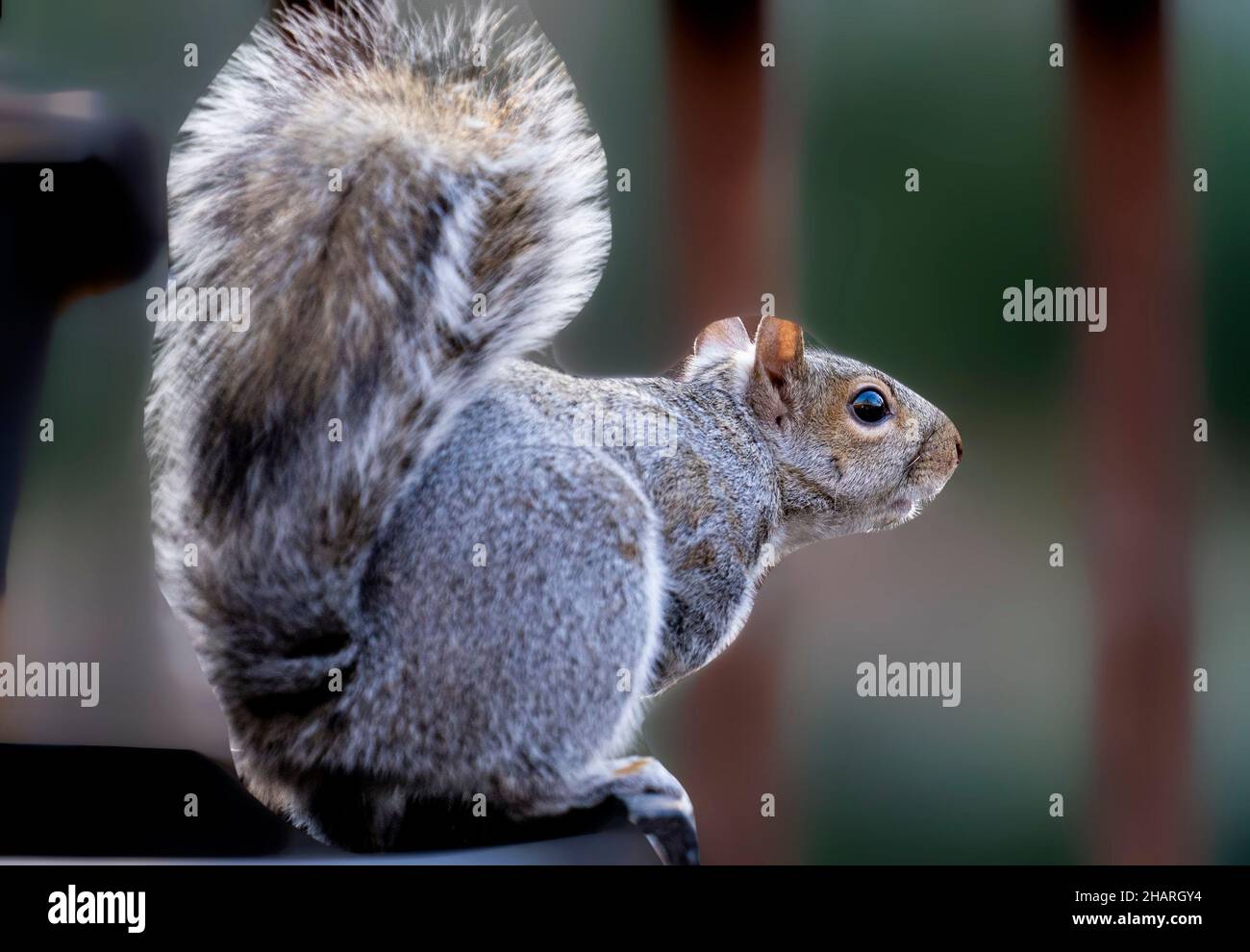 Common garden Squirrel on the water pump Stock Photo - Alamy