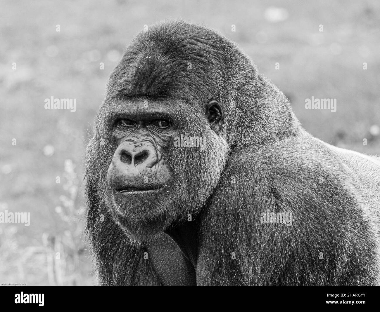 Grayscale shot of a gorilla in the field Stock Photo - Alamy