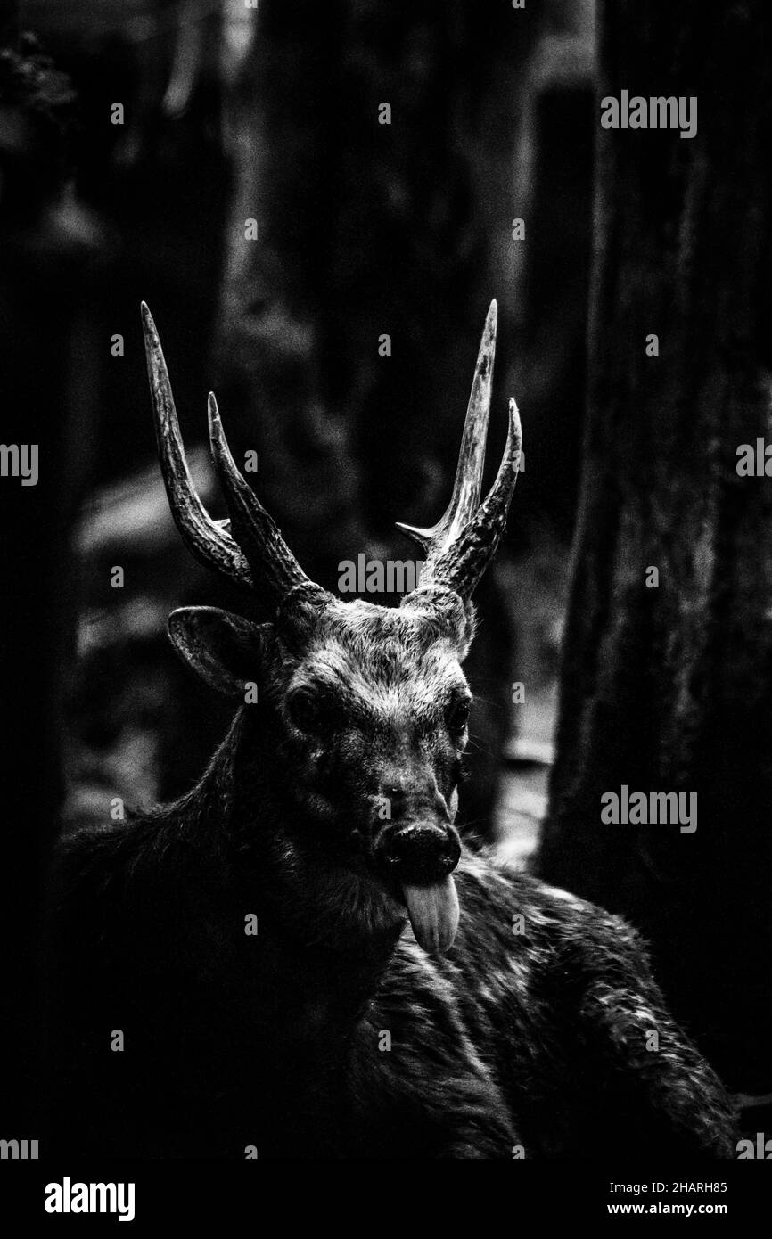 Mammal vertical animal animals Black and White Stock Photos & Images ...