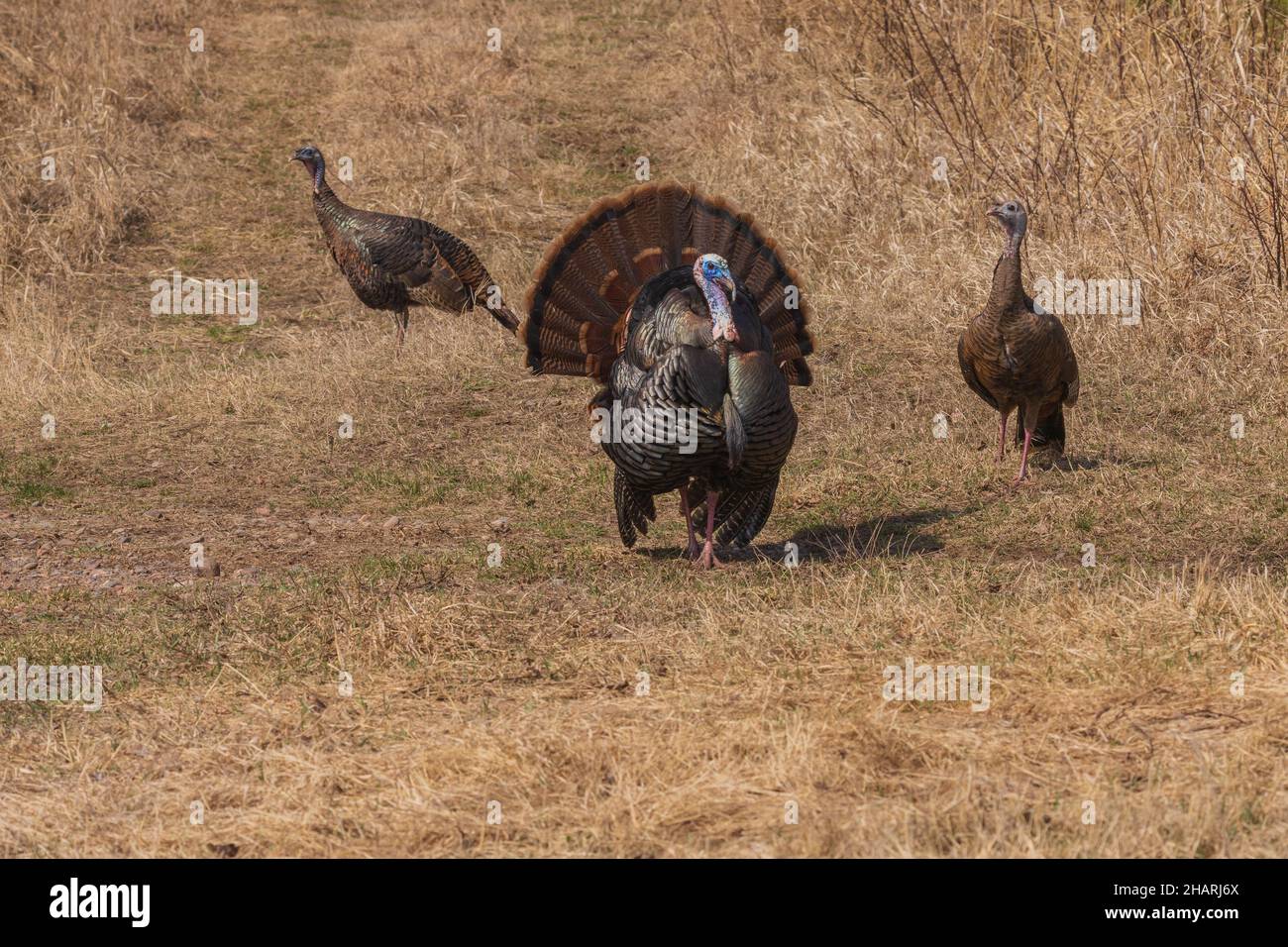 Eastern wild turkey in northern Wisconsin Stock Photo - Alamy