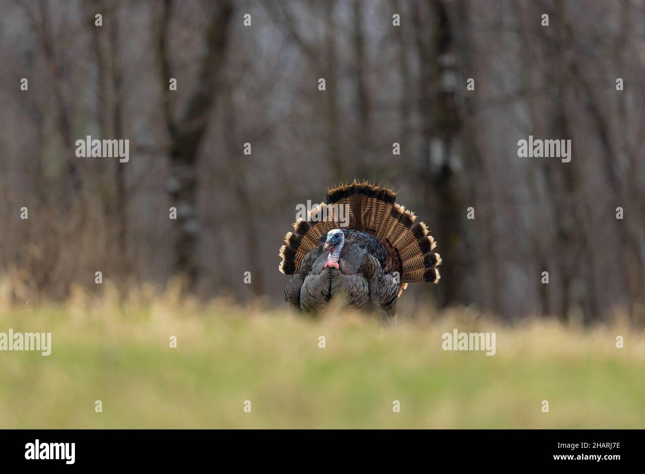 Jake wild turkey in northern Wisconsin Stock Photo - Alamy