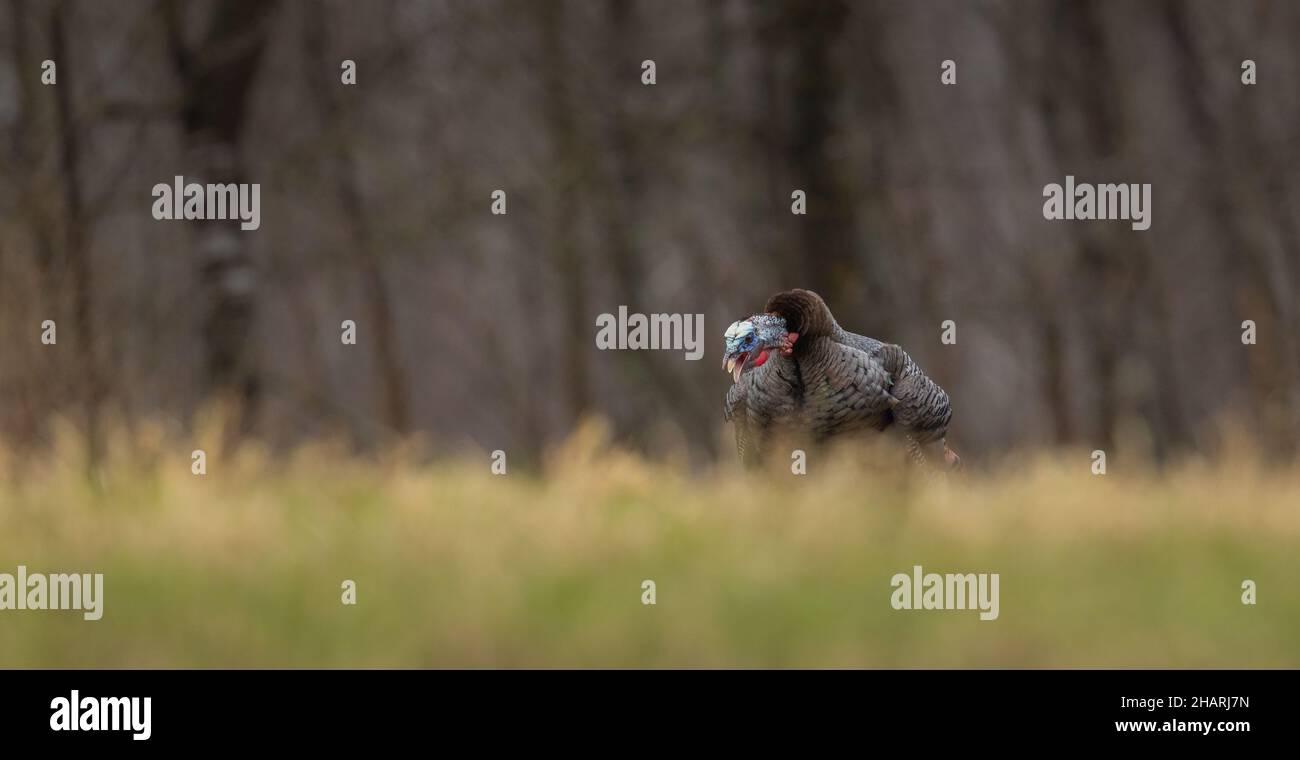 Jake wild turkey in northern Wisconsin Stock Photo - Alamy