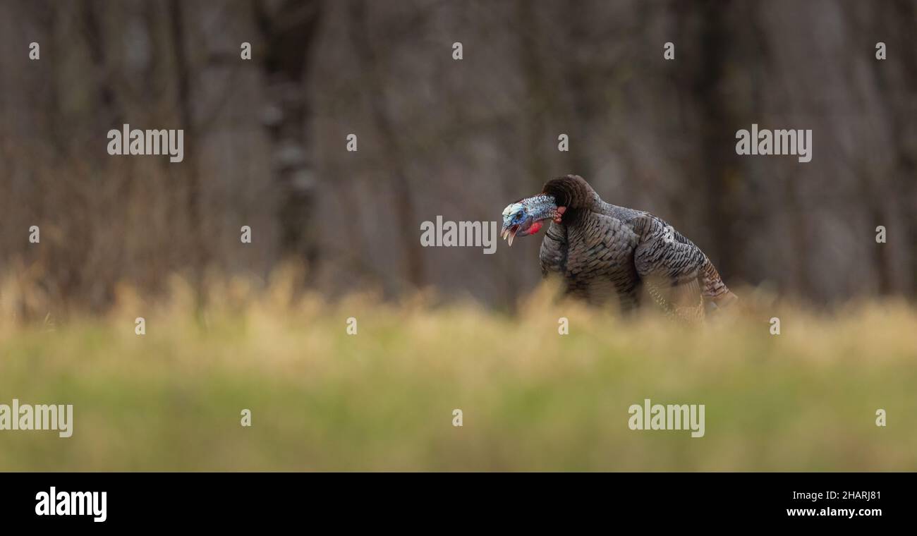 Jake wild turkey in northern Wisconsin Stock Photo - Alamy