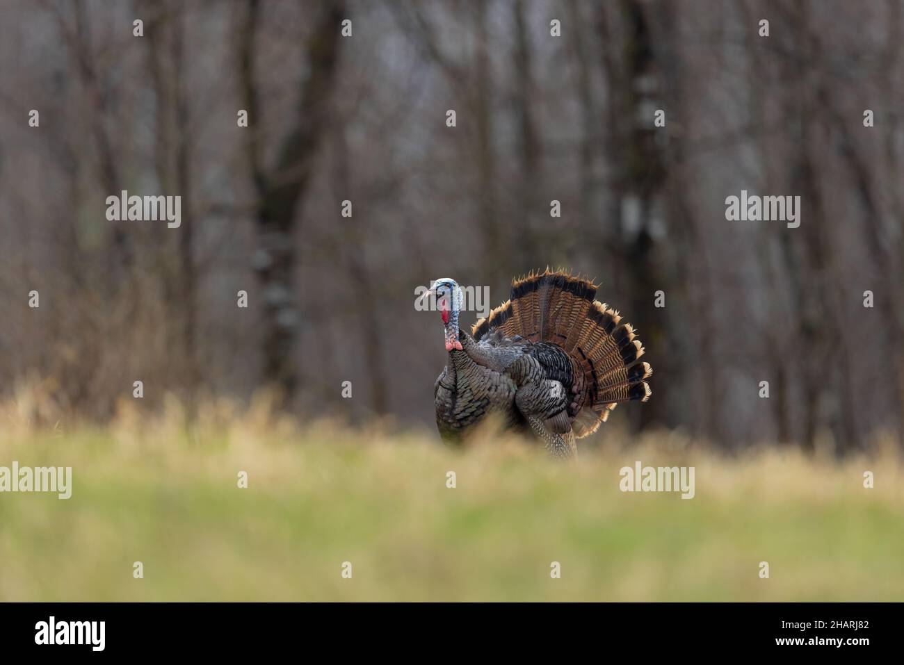 Jake wild turkey in northern Wisconsin Stock Photo - Alamy