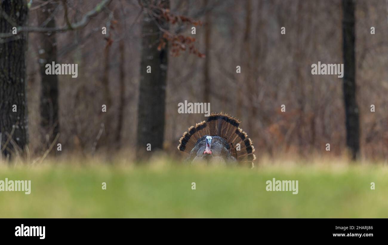 Jake wild turkey in northern Wisconsin Stock Photo - Alamy