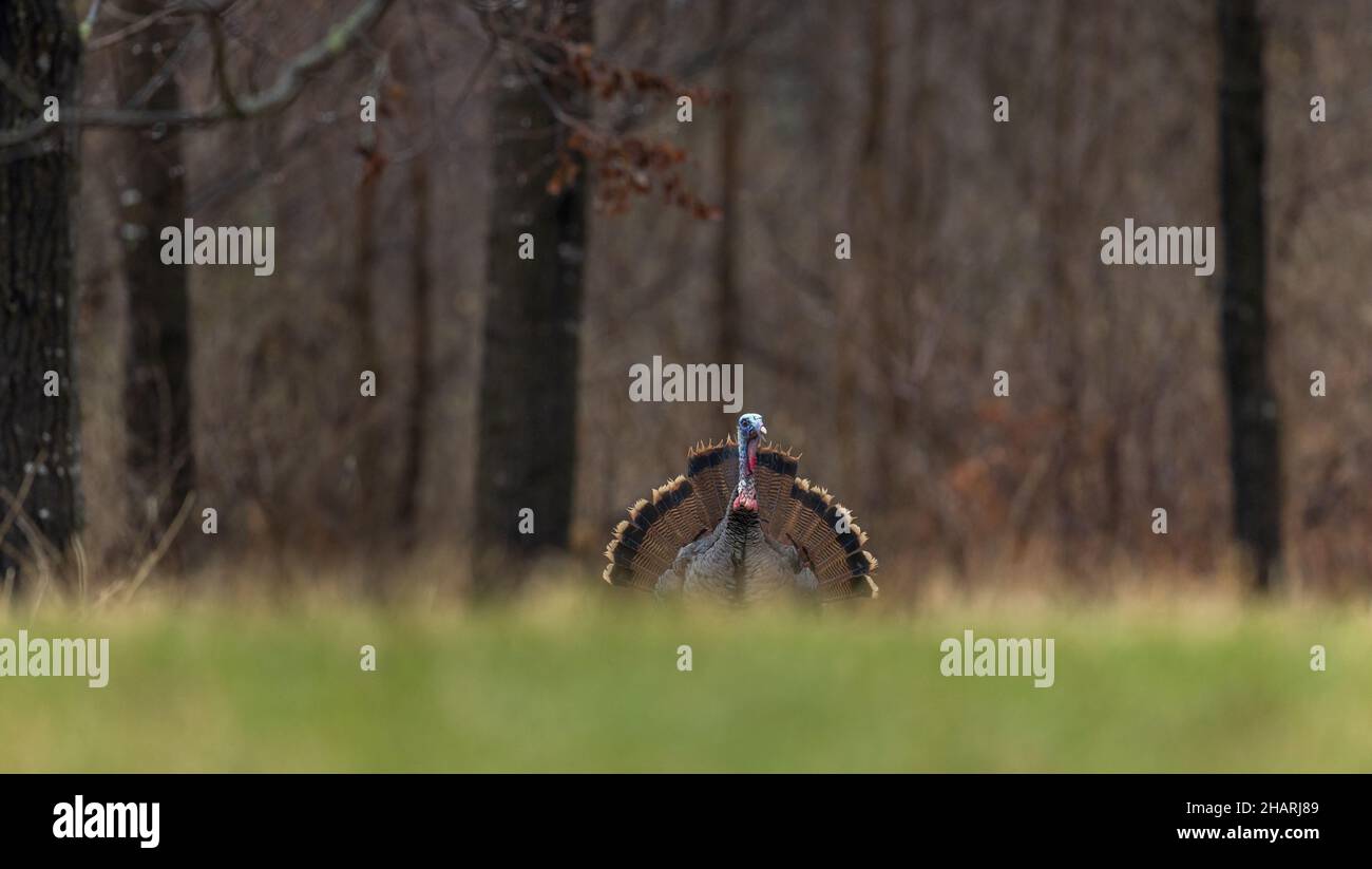 Jake wild turkey in northern Wisconsin Stock Photo - Alamy