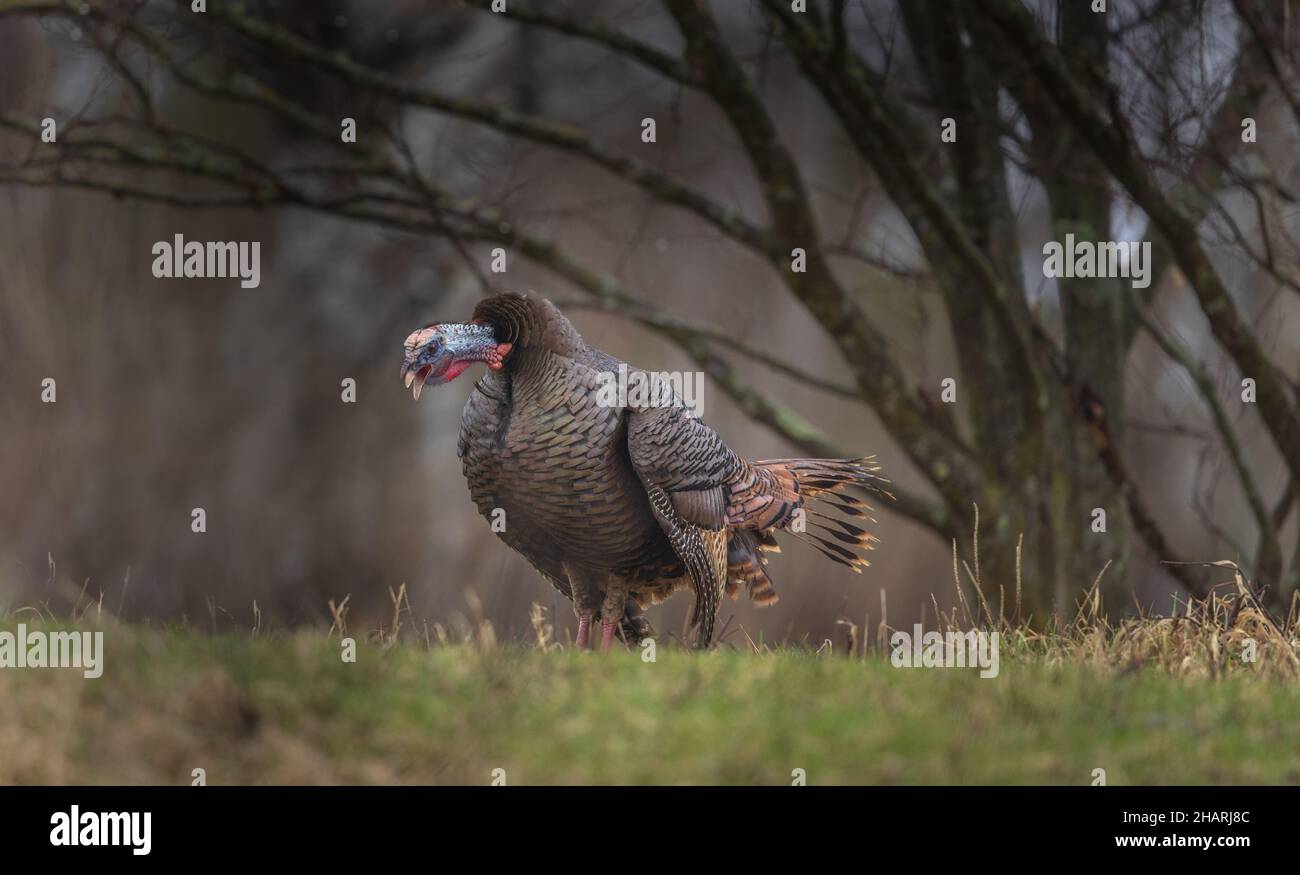 Jake wild turkey in northern Wisconsin Stock Photo - Alamy