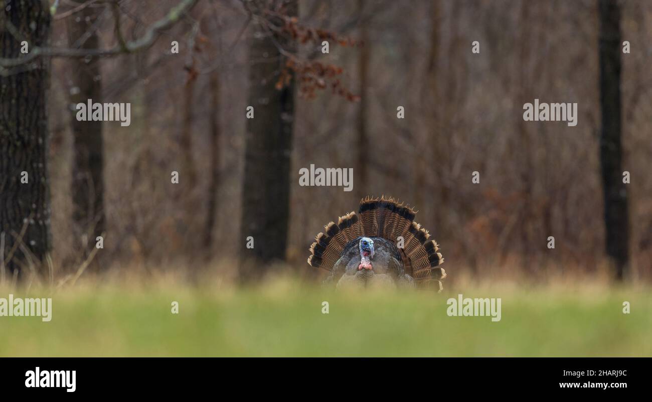 Jake wild turkey in northern Wisconsin Stock Photo - Alamy