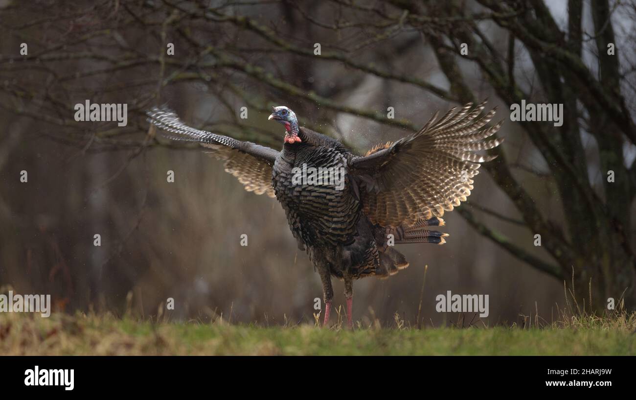 Jake wild turkey in northern Wisconsin Stock Photo - Alamy
