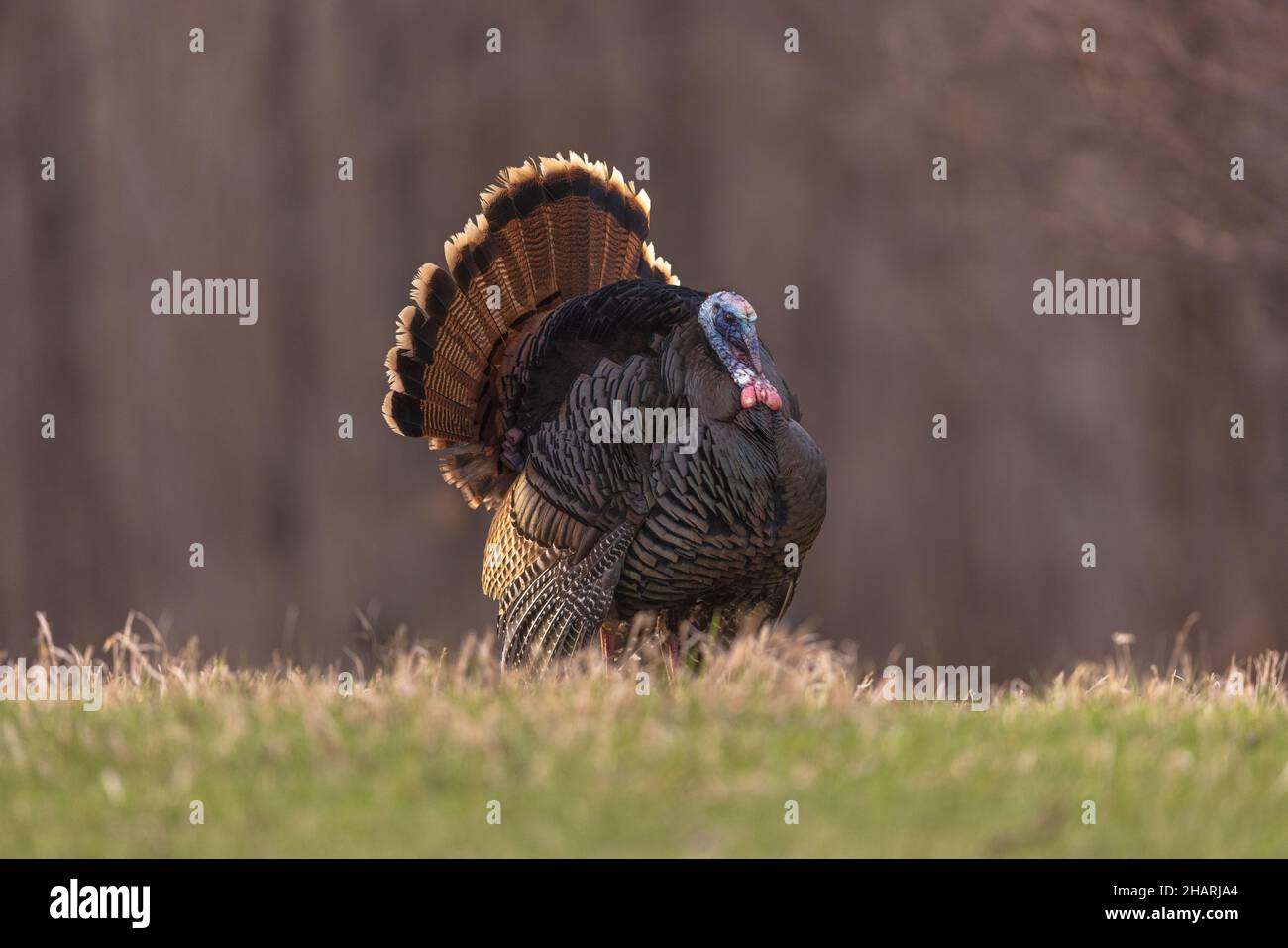 Jake wild turkey in northern Wisconsin Stock Photo - Alamy