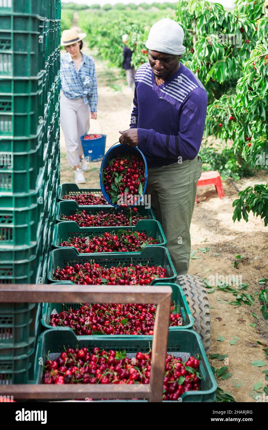 workers working at the cherry farm Stock Photo - Alamy