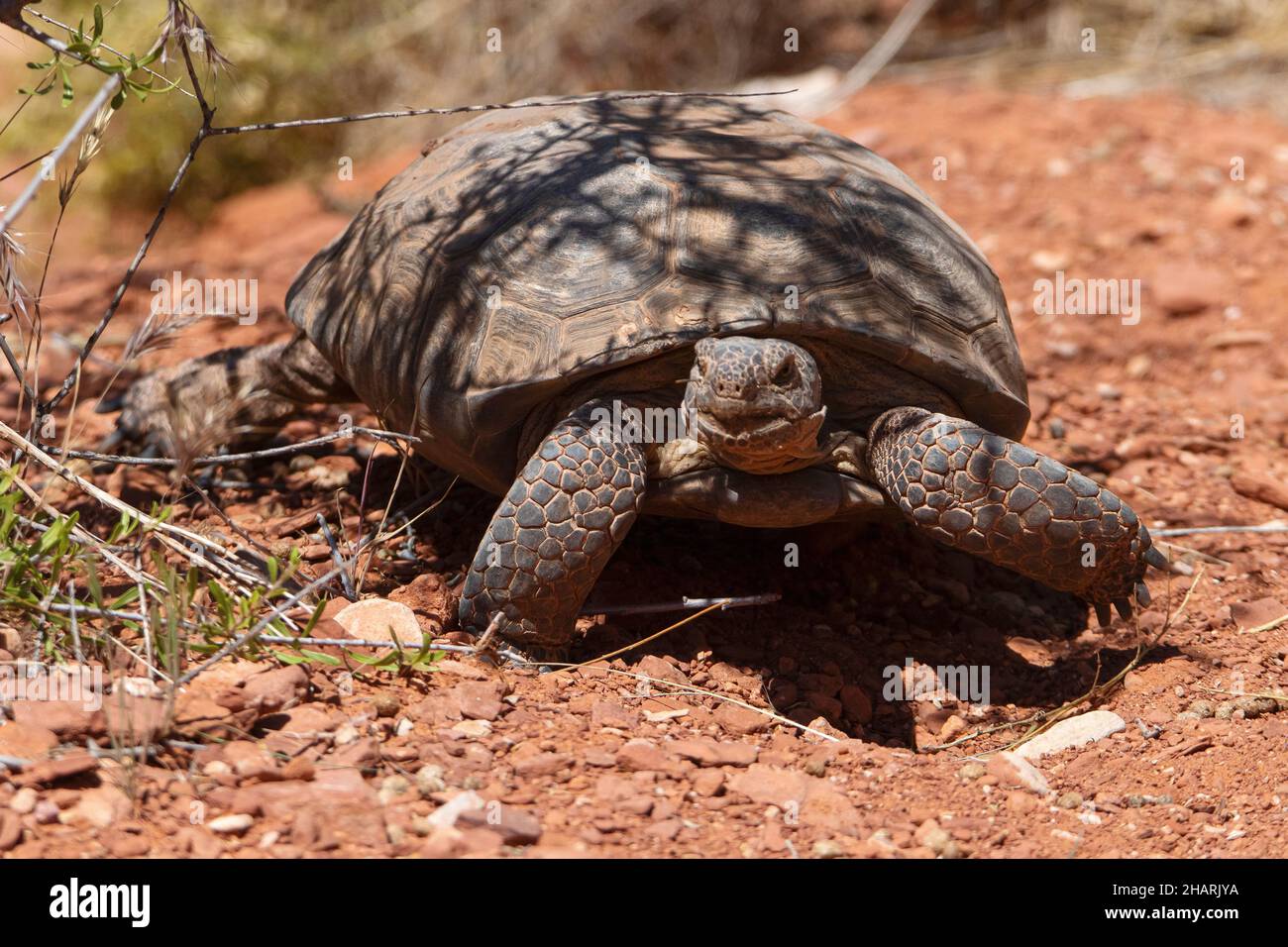 Smiling tortoise hi-res stock photography and images - Alamy