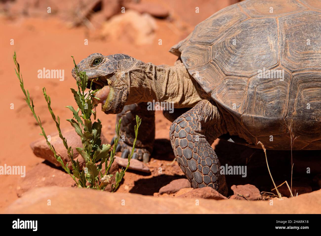 Hungry tortoise hi-res stock photography and images - Alamy