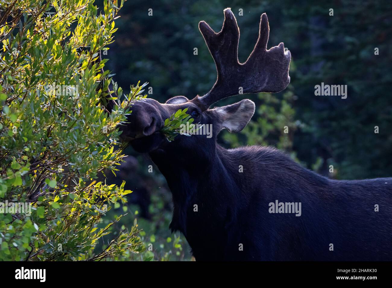Moose Eating Leaves High Resolution Stock Photography and Images - Alamy