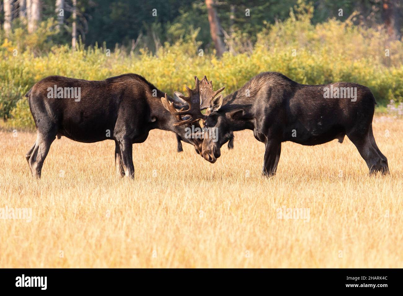 Bull moose fight hi-res stock photography and images - Alamy