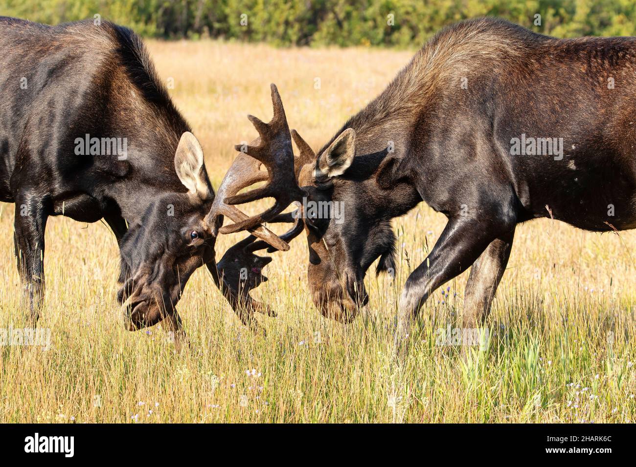 Bull moose fight hi-res stock photography and images - Alamy