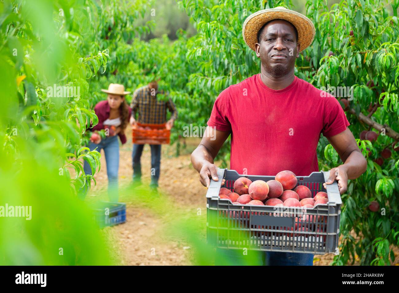 Worker carrying plastic crates hi-res stock photography and images - Alamy Worker carrying plastic crates hi-res stock photography and images - Alamy