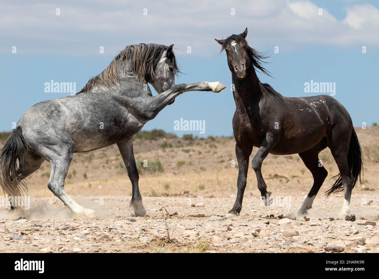 Karate photograph hi-res stock photography and images - Alamy