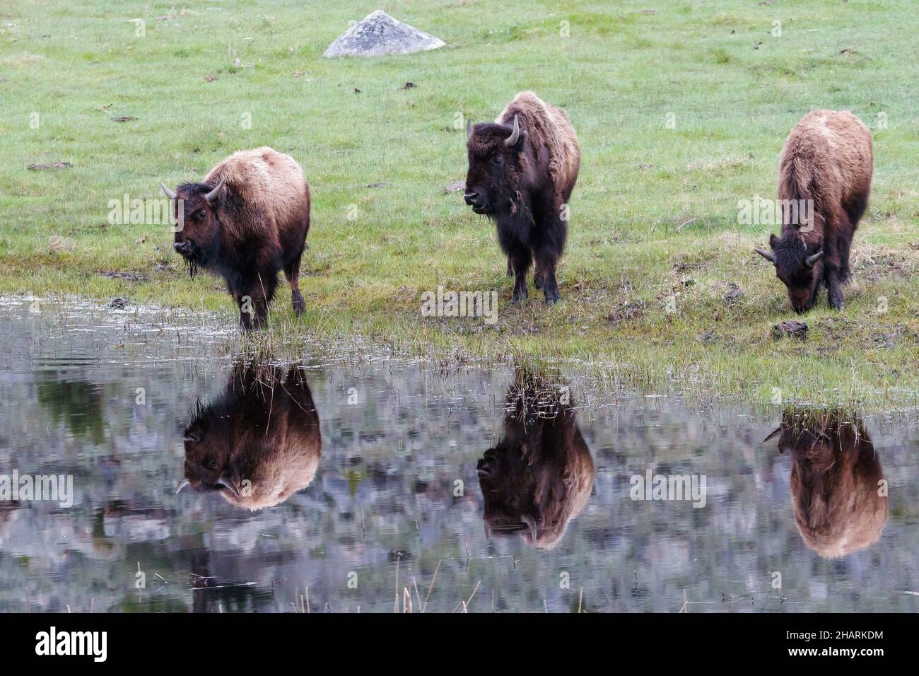 Bison in springtime yellowstone hi-res stock photography and images - Alamy