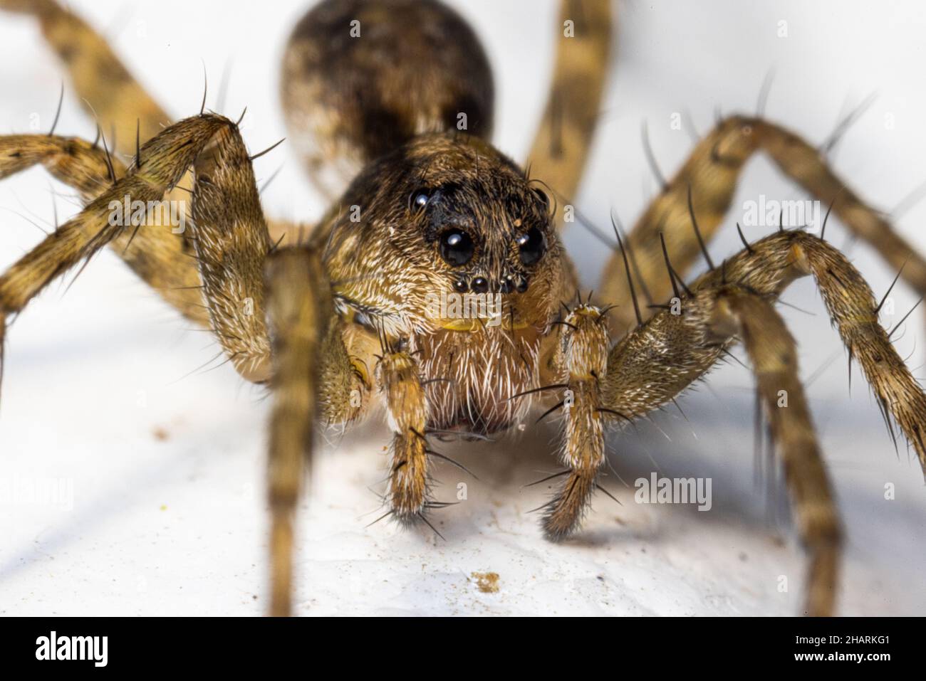 Russian spider hi-res stock photography and images - Alamy