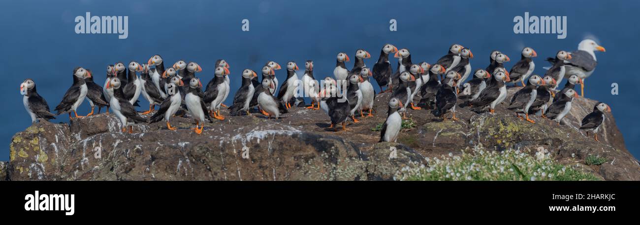 Beautiful view of puffin colony birds standing on a rock by the sea ...