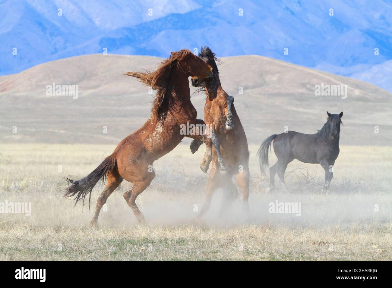 Mustangs hi-res stock photography and images - Alamy