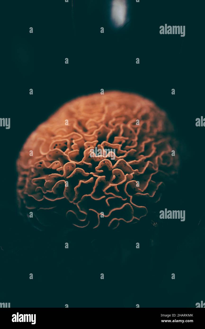 Macro shot of the details of the human brain in the darkness Stock ...