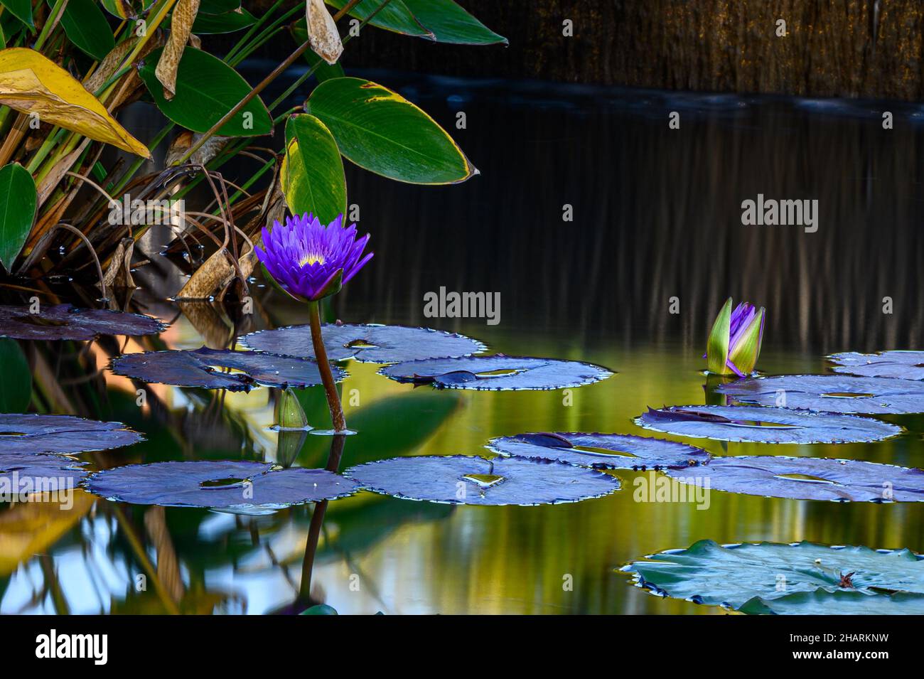 Purple lotuses hi-res stock photography and images - Alamy