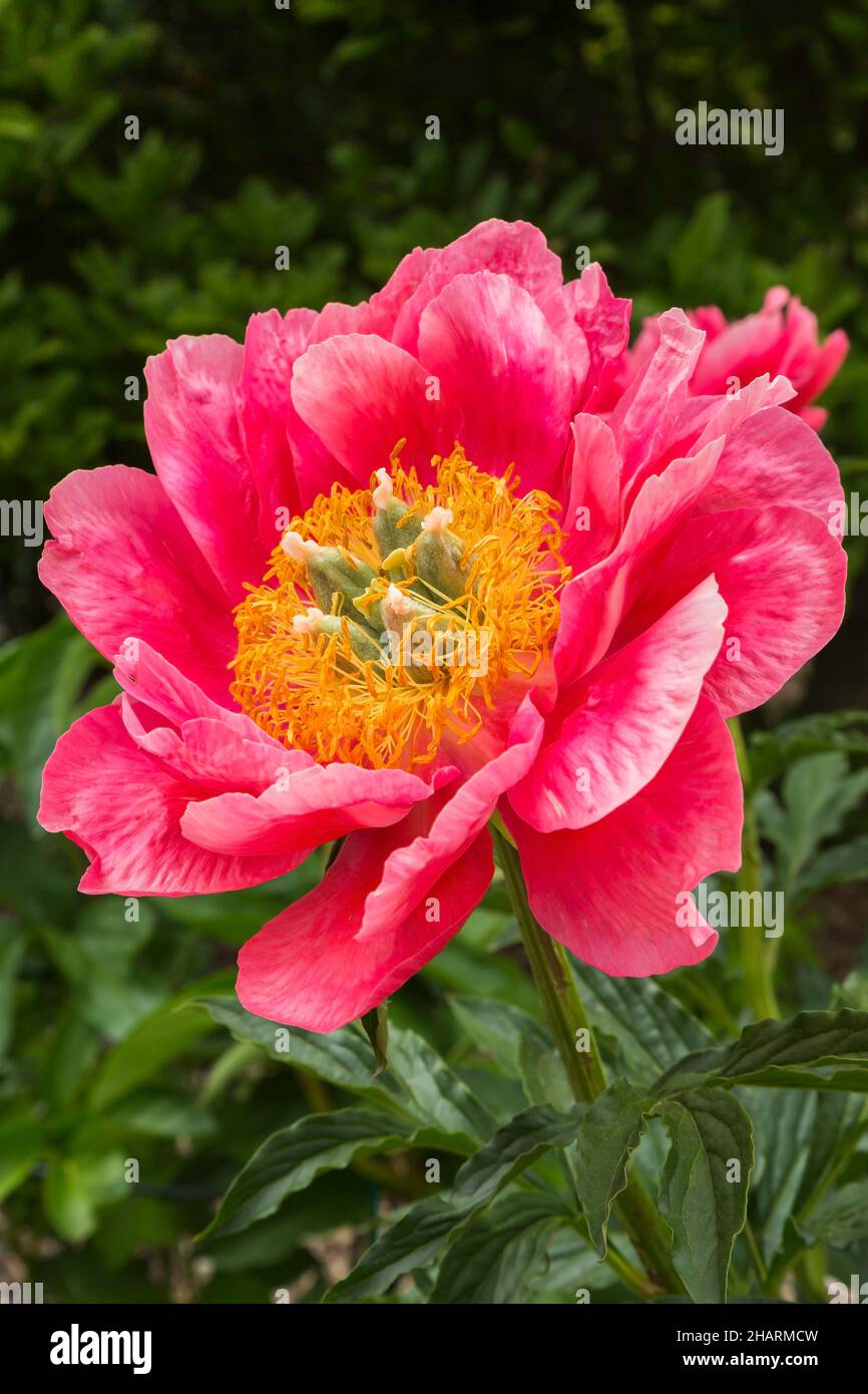 Paeonia 'Coral Magic' - Peony Stock Photo - Alamy