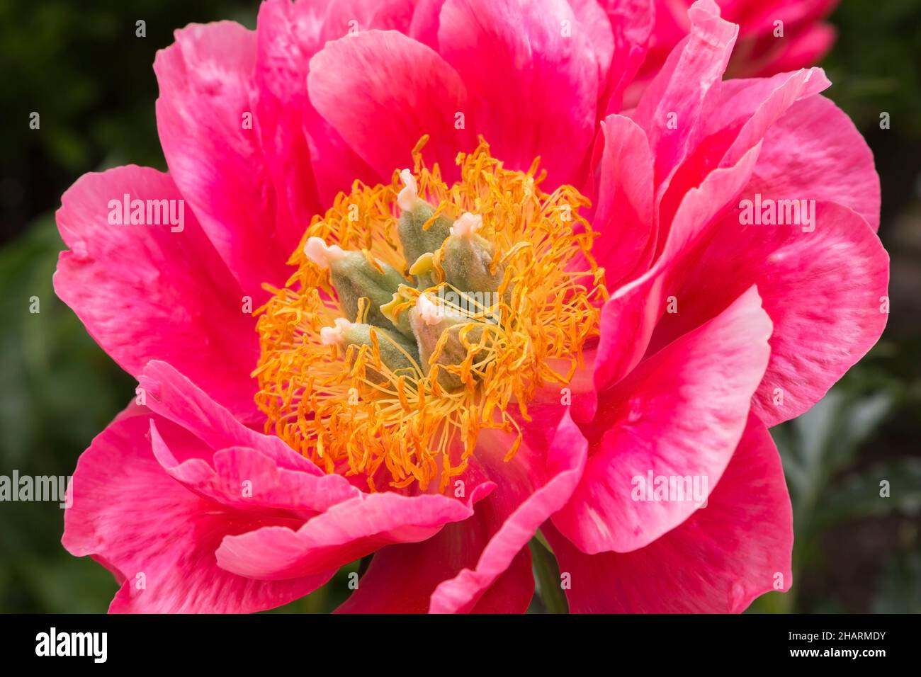 Paeonia 'Coral Magic' - Peony Stock Photo - Alamy