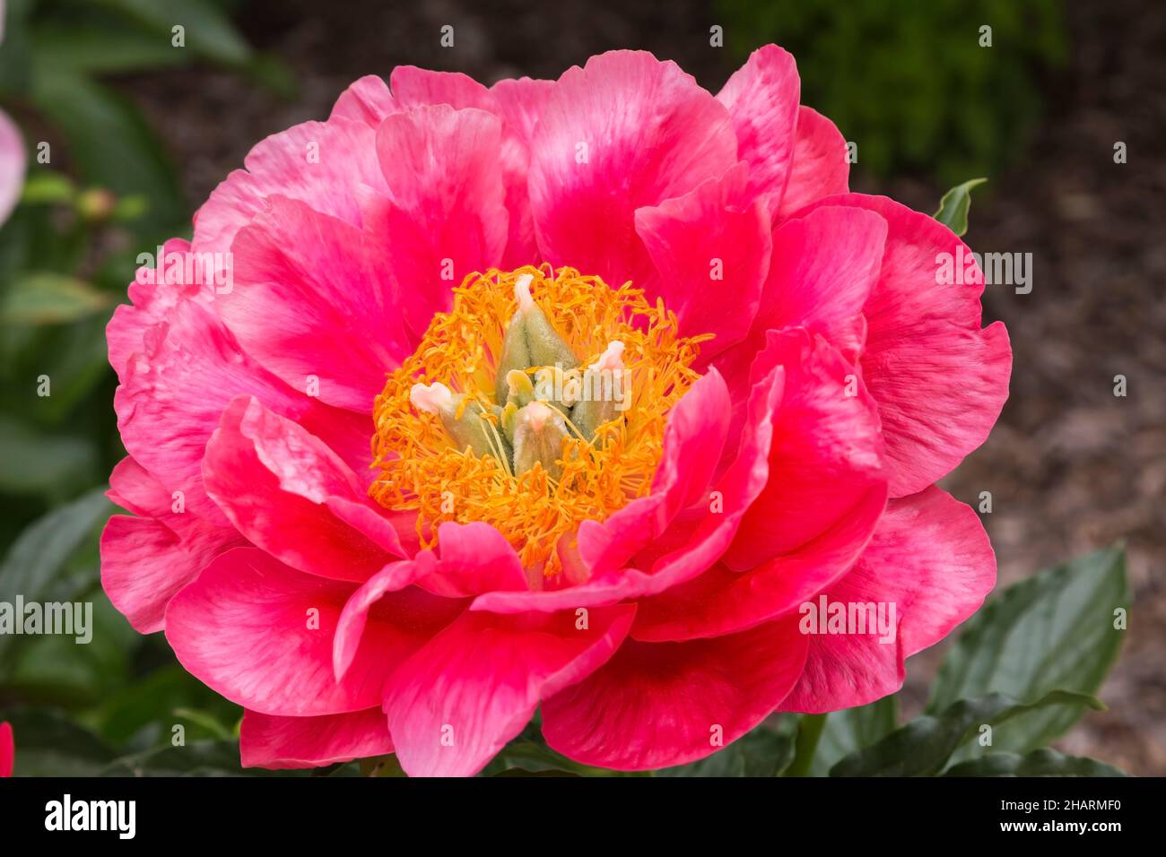 Paeonia 'Coral Magic' - Peony Stock Photo - Alamy