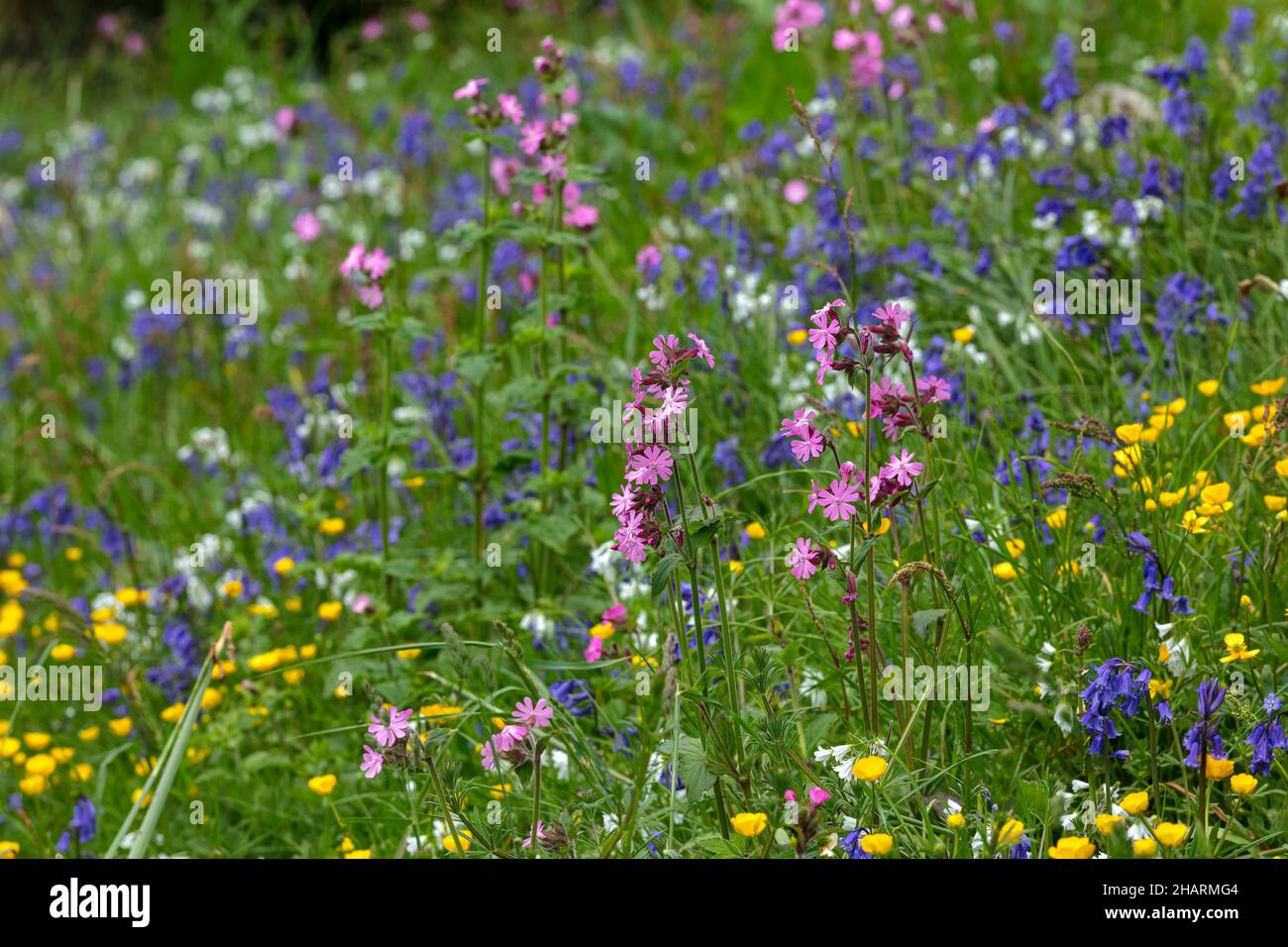 Cornwall summer flora hi-res stock photography and images - Alamy