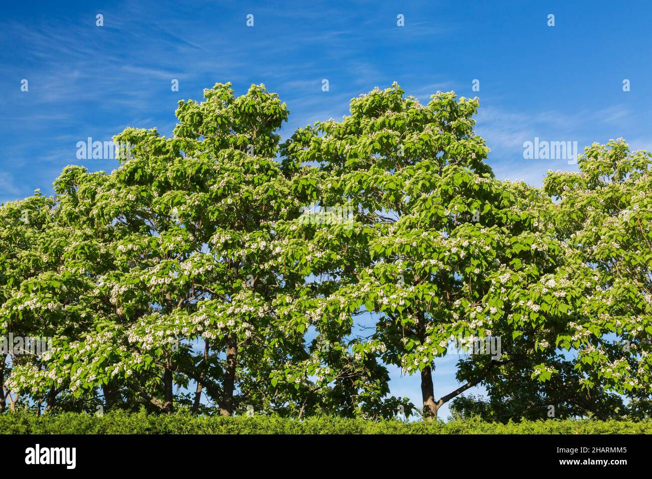 Catalpa speciosa - Northern Catalpa trees with white blossoms and seed ...