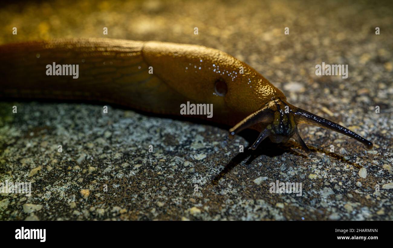 Close-up shot of a creepy disgusting slug moving on a concrete ground ...