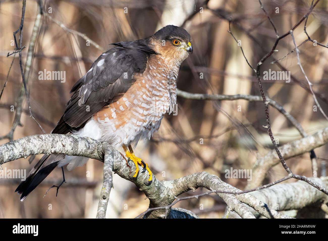 Adult sharp-shinned hawk in birch woods Stock Photo - Alamy
