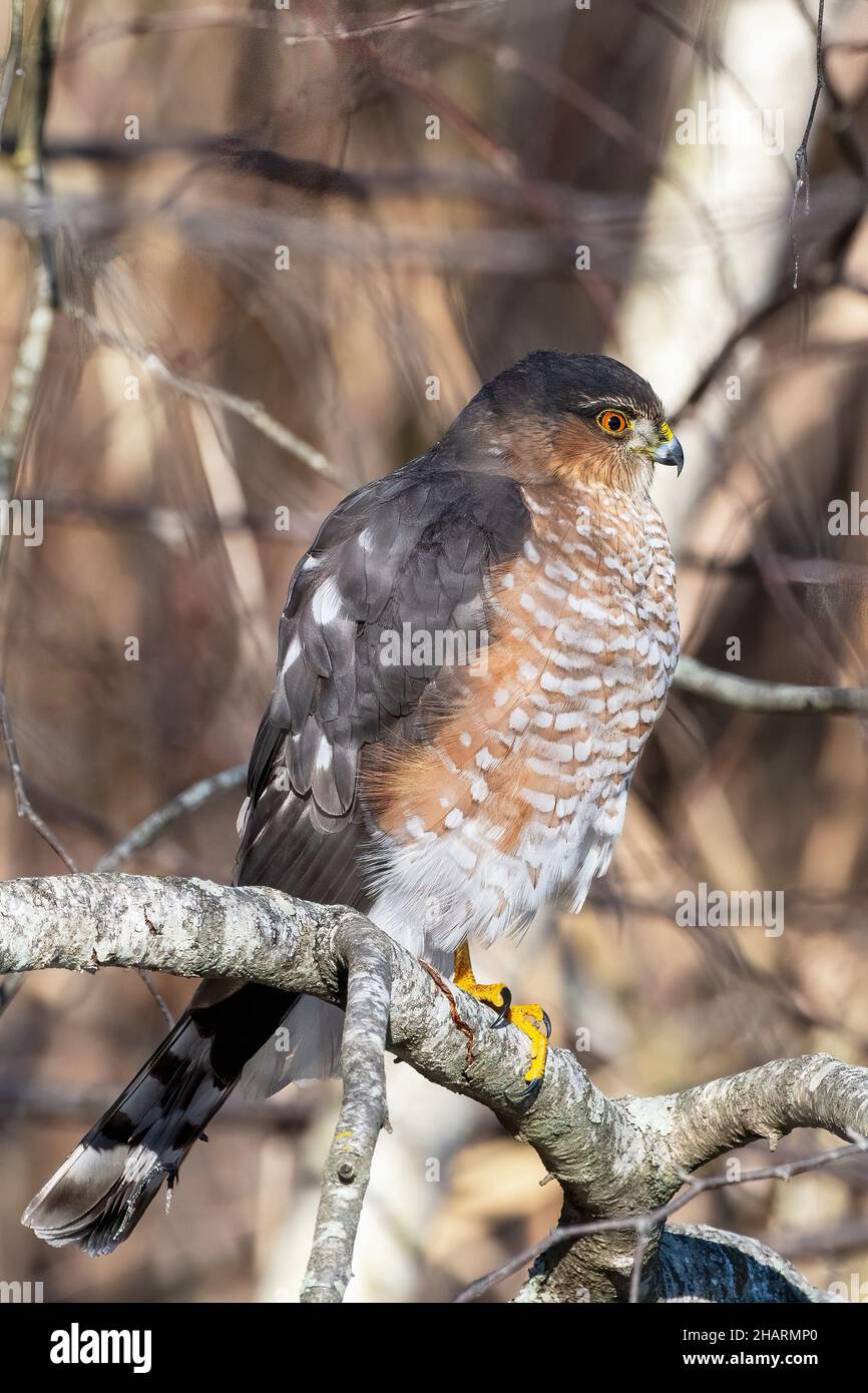 Adult sharp-shinned hawk in birch woods Stock Photo - Alamy