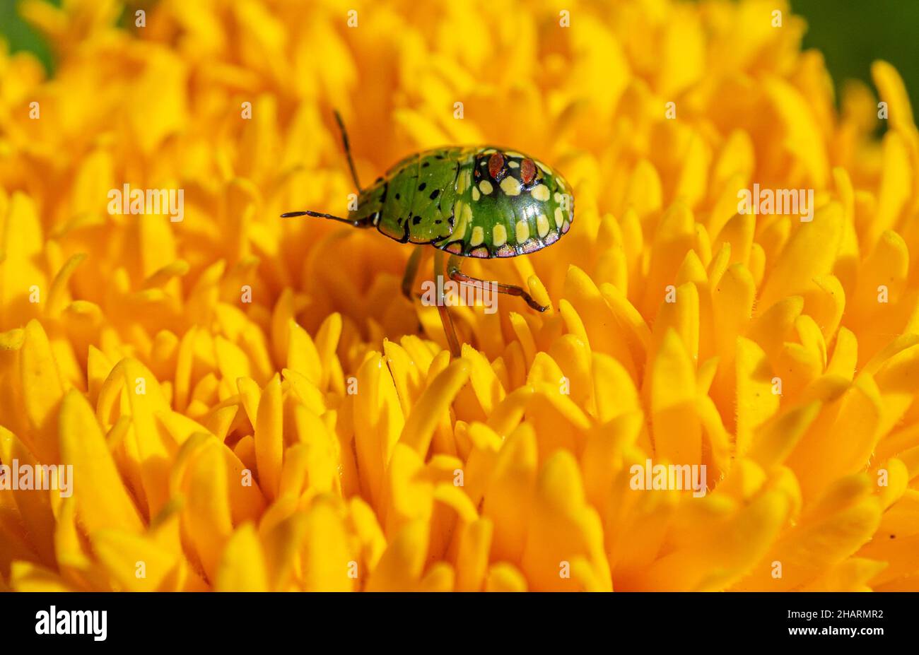 Close-up shot of a Southern green stink bug on beautiful yellow flowers ...