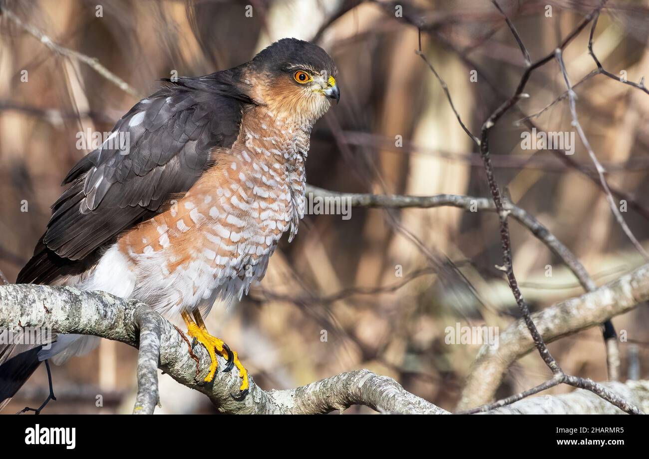 Adult sharp-shinned hawk in birch woods Stock Photo - Alamy