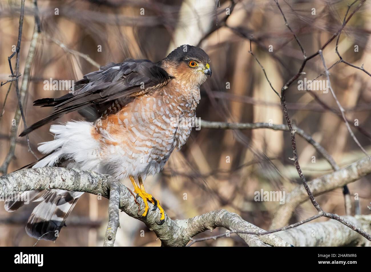 Adult sharp-shinned hawk in birch woods Stock Photo - Alamy