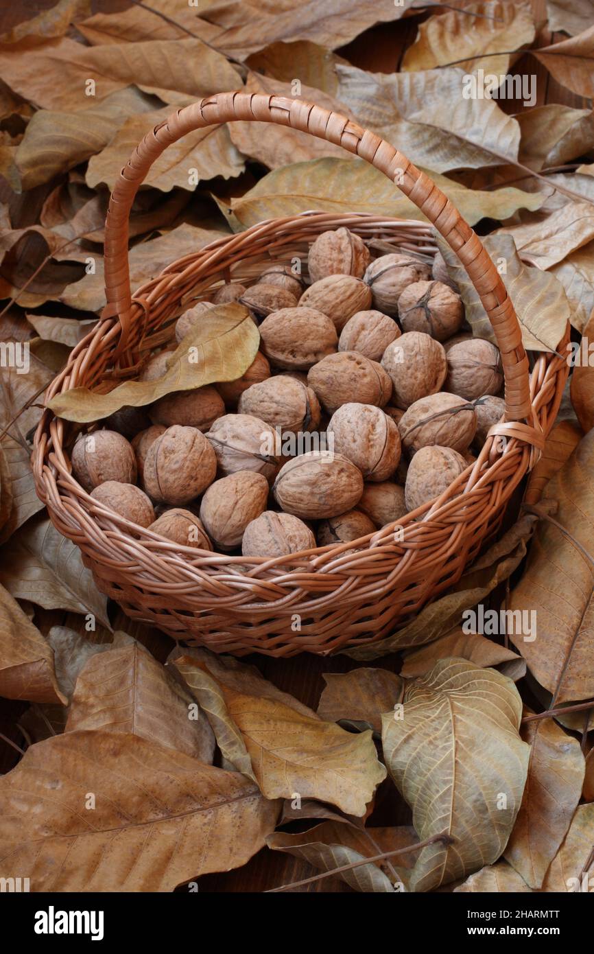 Walnuts, freshly picked and peeled from their green peels, lie in a ...